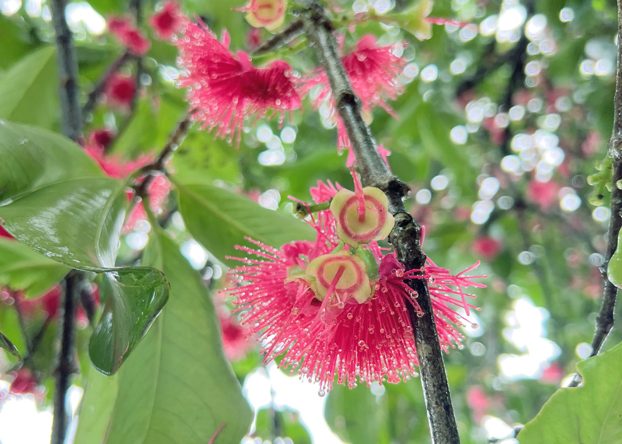 [Vanuatu x SUGI BEE GARDEN] Project Launch! | SUGI BEE GARDEN Co., Ltd ...